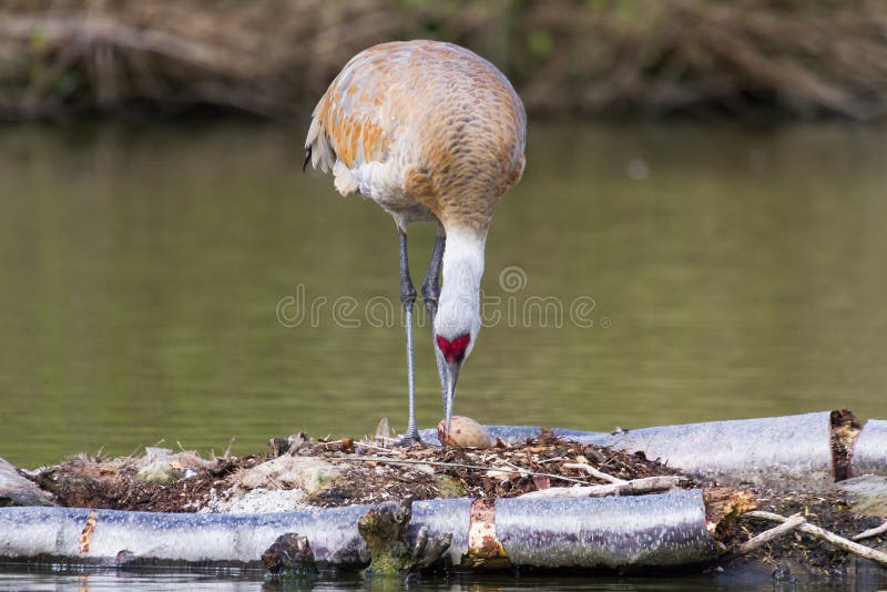 Sandhill crane stock image. Image of nest, green, canada - 58868539