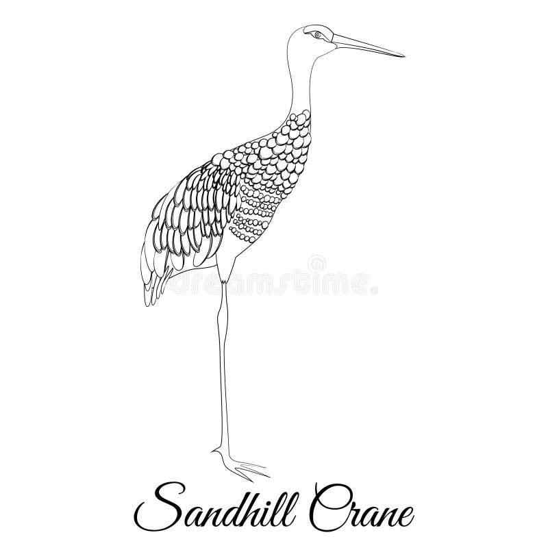 Sandhill Crane Outline Vector Coloring Stock Vector - Illustration of ...