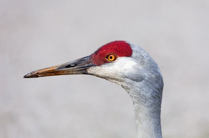 Sandhill Crane stock image. Image of sandhill, wildlife - 178237943