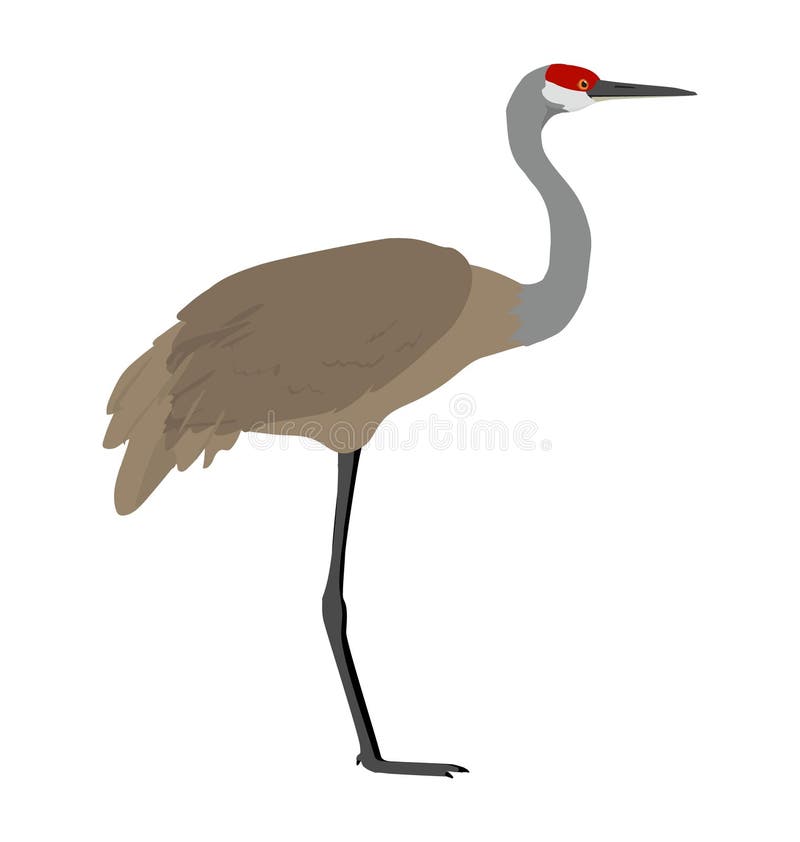 Sandhill Crane Illustration Stock Illustrations – 91 Sandhill Crane ...