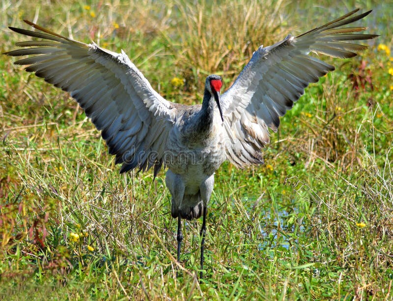 Sandhill Crane with Spread Out Wings in Florida, USA Stock Image ...