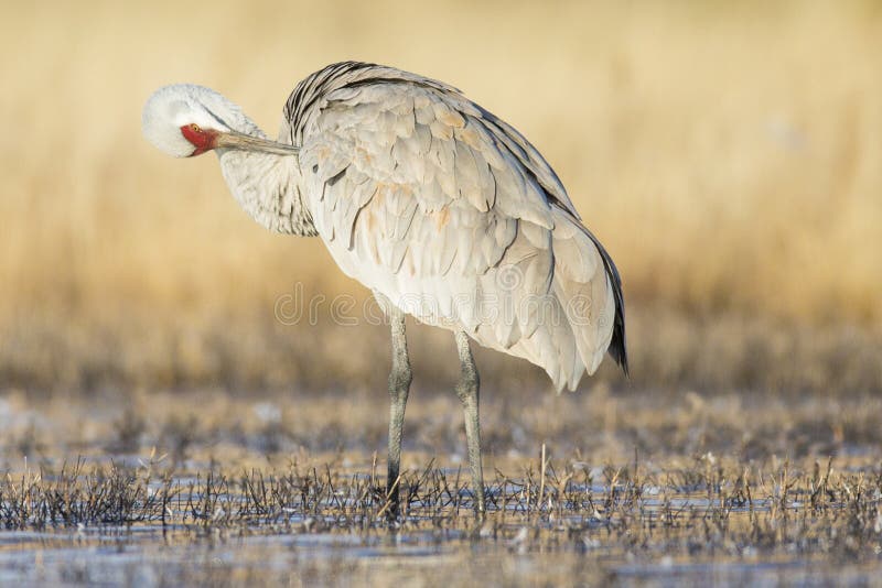 Sandhill Crane Tending To Feathers Stock Image - Image of landing ...