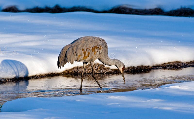 Sandhill Crane in Winter stock image. Image of sunny - 27490767