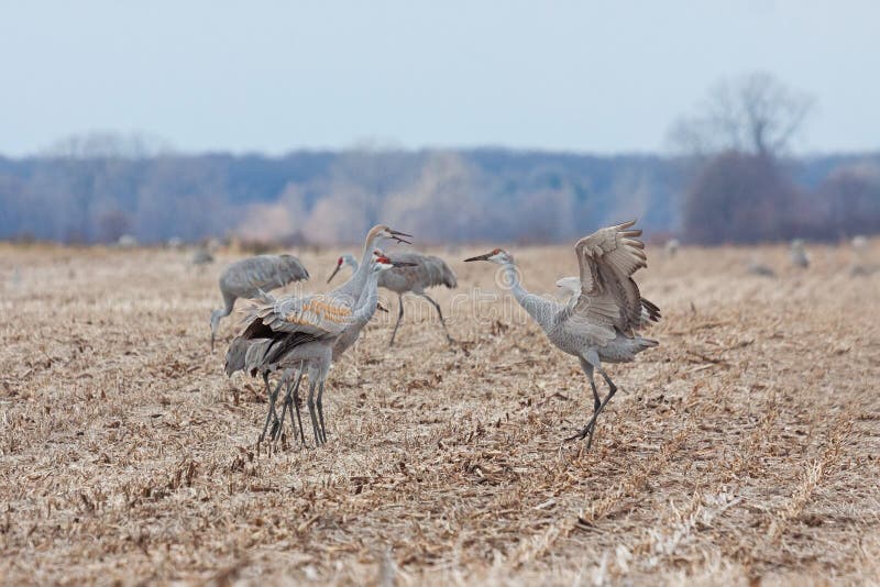 Sandhill Cranes Dance with Each Other Stock Photo - Image of animal ...