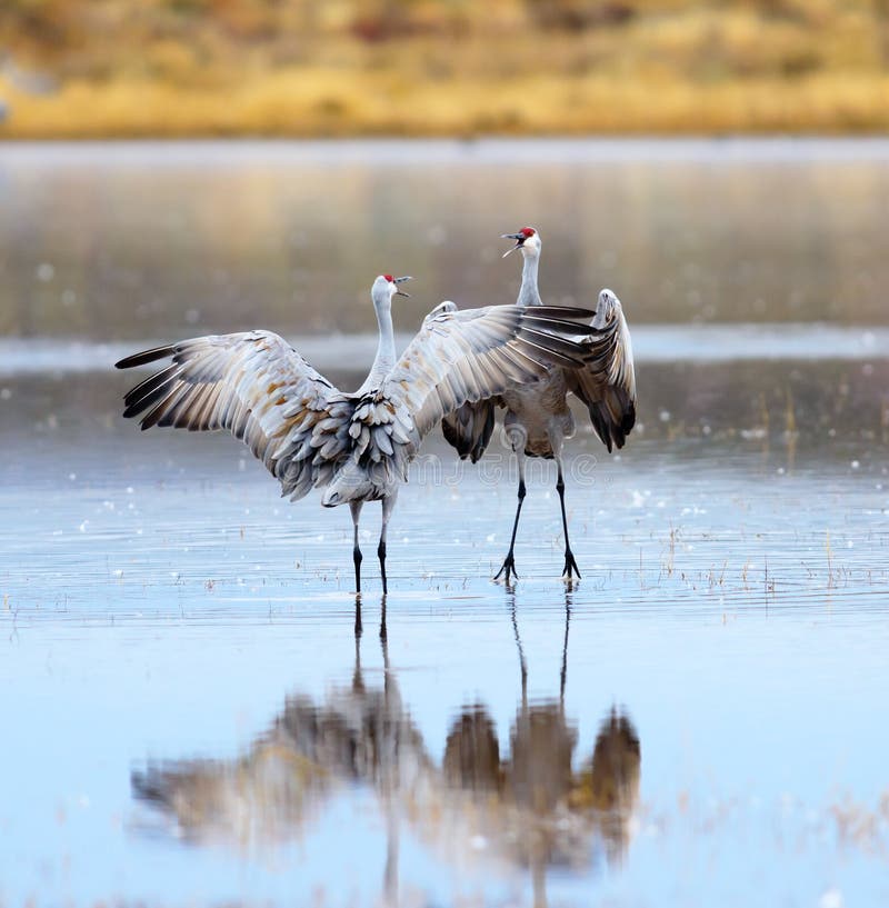 Sandhill Cranes Dancing stock image. Image of national - 28139489