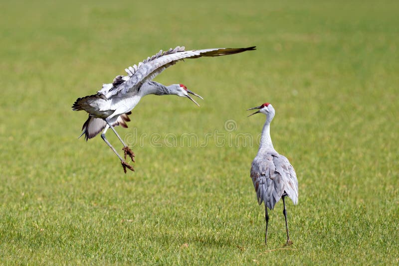 Cranes fighting stock image. Image of africa, head, gather - 23596175