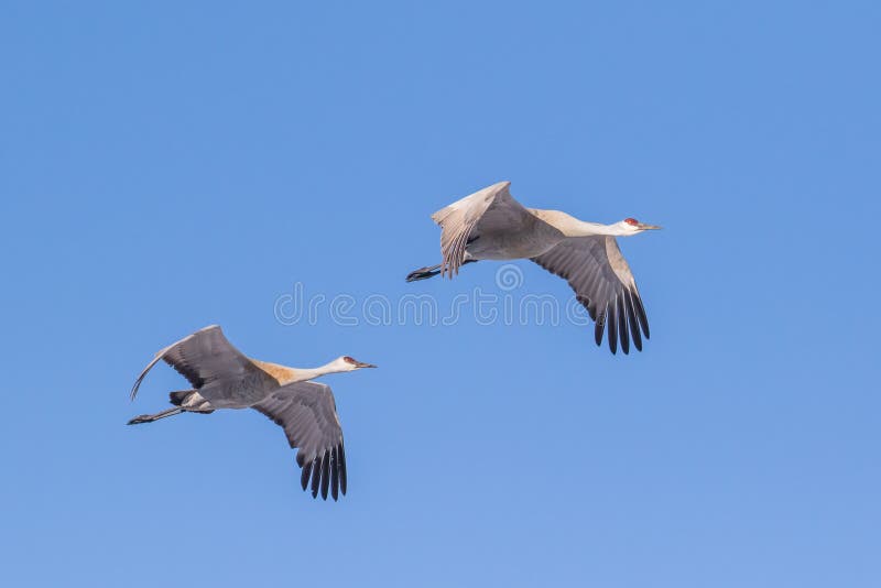 Sandhill Cranes Flying Blue Sky Stock Image - Image of crane, flying ...