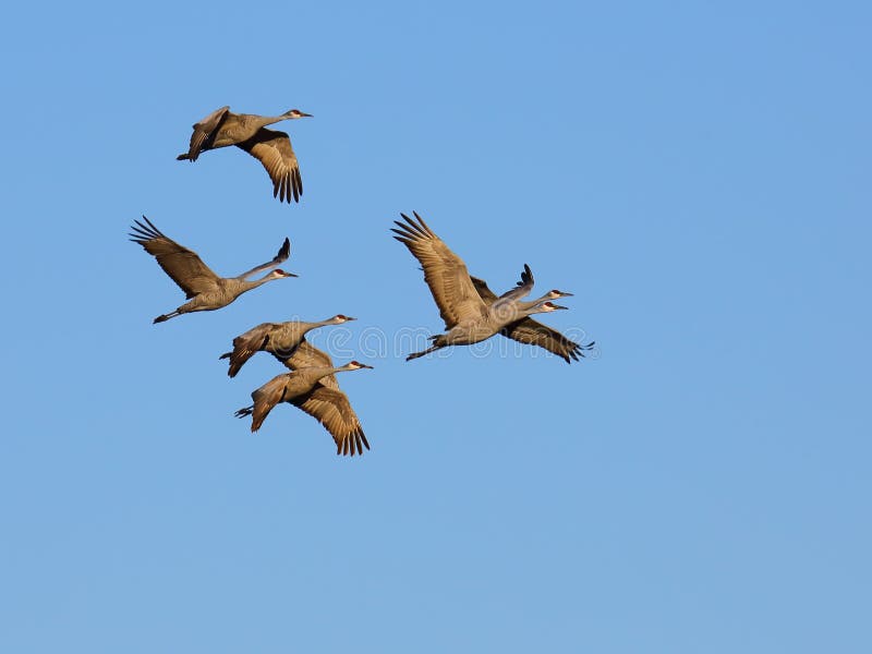 Sandhill Cranes Flying Overhead Against a Blue Sky Stock Image - Image ...