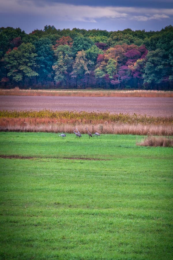Sandhill Cranes Gather in a Field on a Fall Day Stock Image - Image of ...