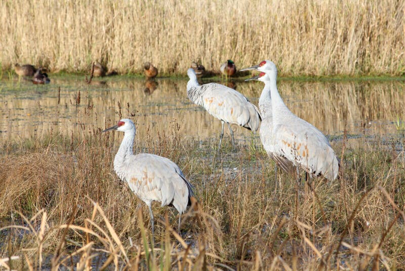 Sandhill Cranes in a Marsh stock photo. Image of reserve - 18110150