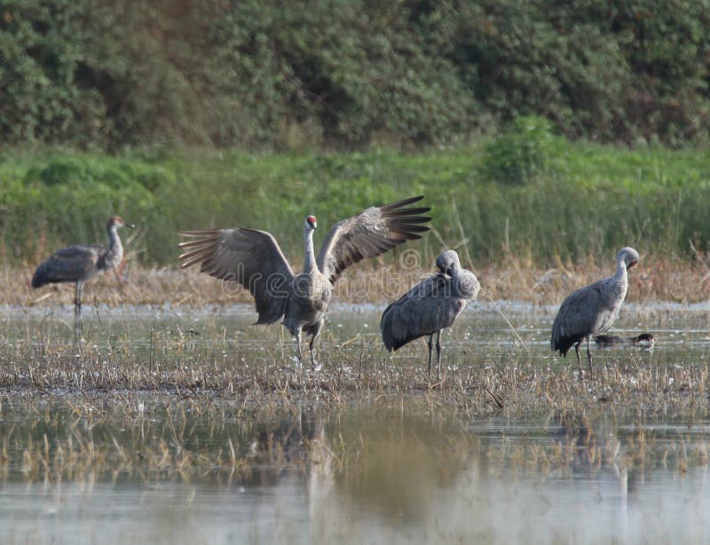 Sandhill cranes in nature stock image. Image of sunset - 80107587