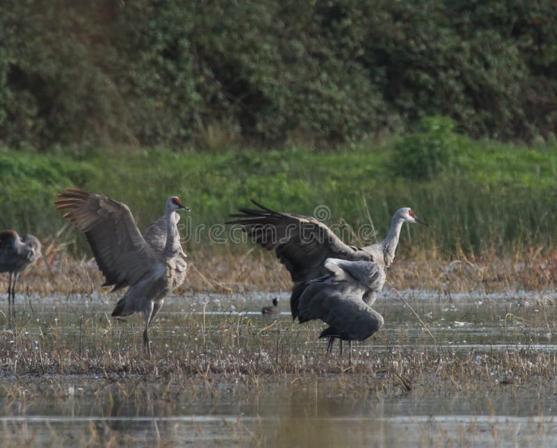 Sandhill cranes in nature stock photo. Image of nature - 80107604
