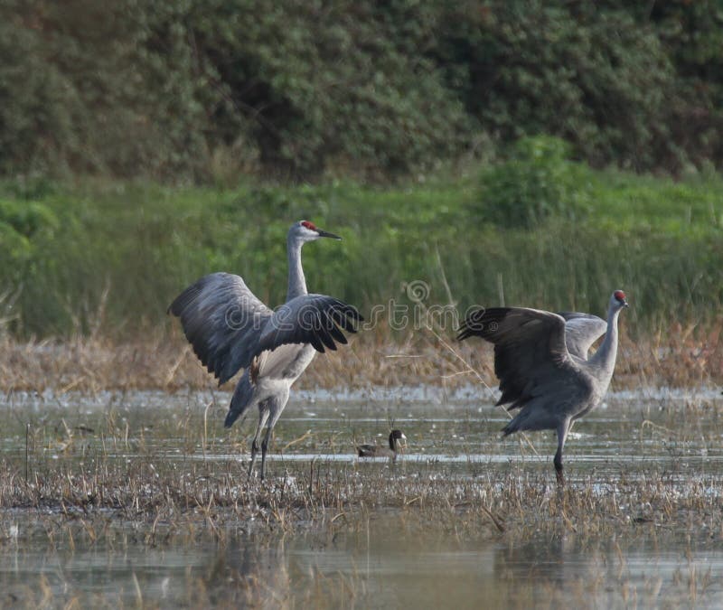 Sandhill cranes in nature stock photo. Image of woodbridge - 80107650