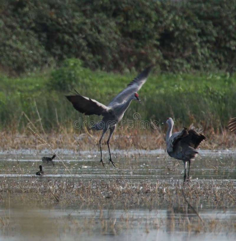 Sandhill cranes in nature stock photo. Image of america - 80107666