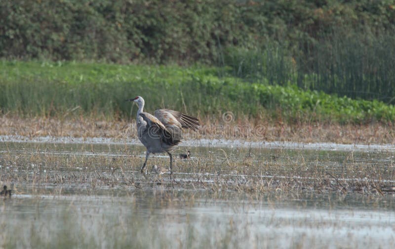 Sandhill cranes in nature stock photo. Image of ecological - 80107770
