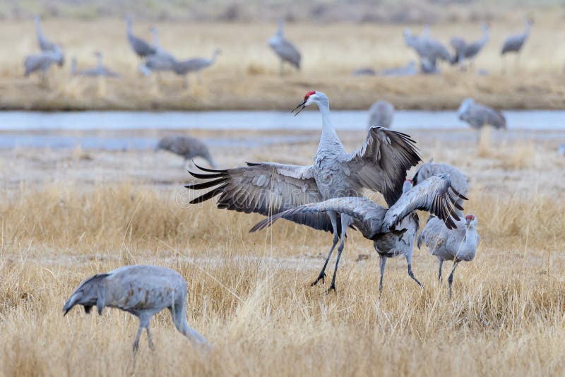 Migrating Greater Sandhill Cranes in Monte Vista, Colorado Stock Photo ...