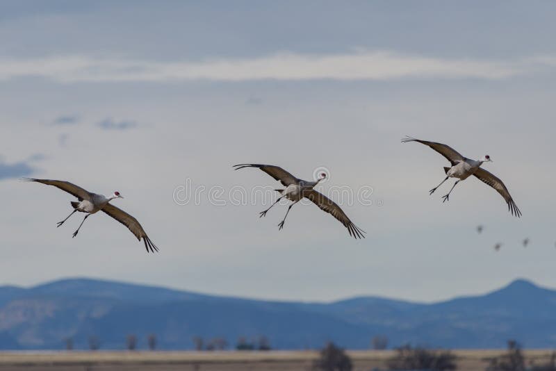 Migrating Greater Sandhill Cranes in Monte Vista, Colorado Stock Image ...