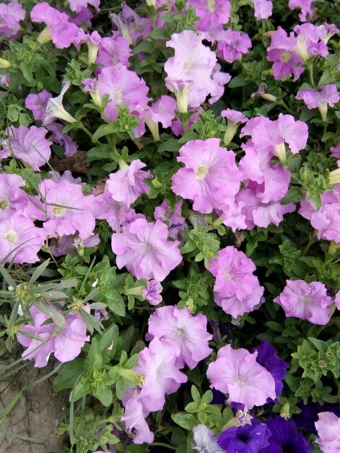 Sandhya maloti stock image. Image of maloti, colours - 122528413