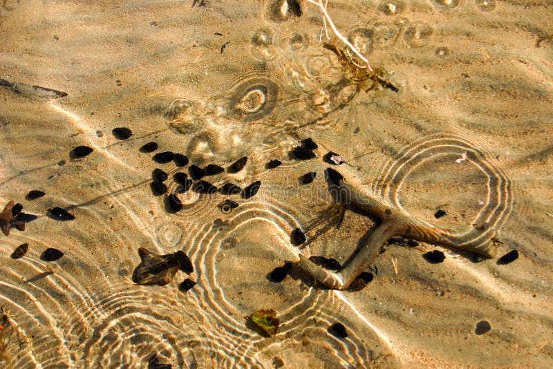 Sandig Botten I Grunt Vatten Fotografering för Bildbyråer - Bild av ...
