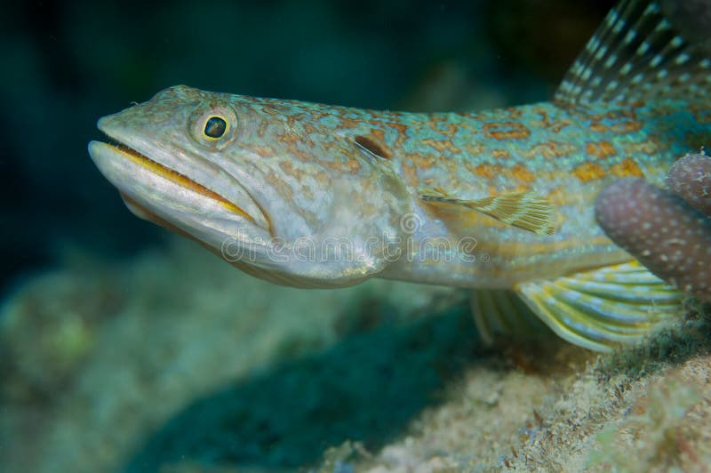 Sandiver in repose. stock image. Image of pacific, saltwater - 19344555