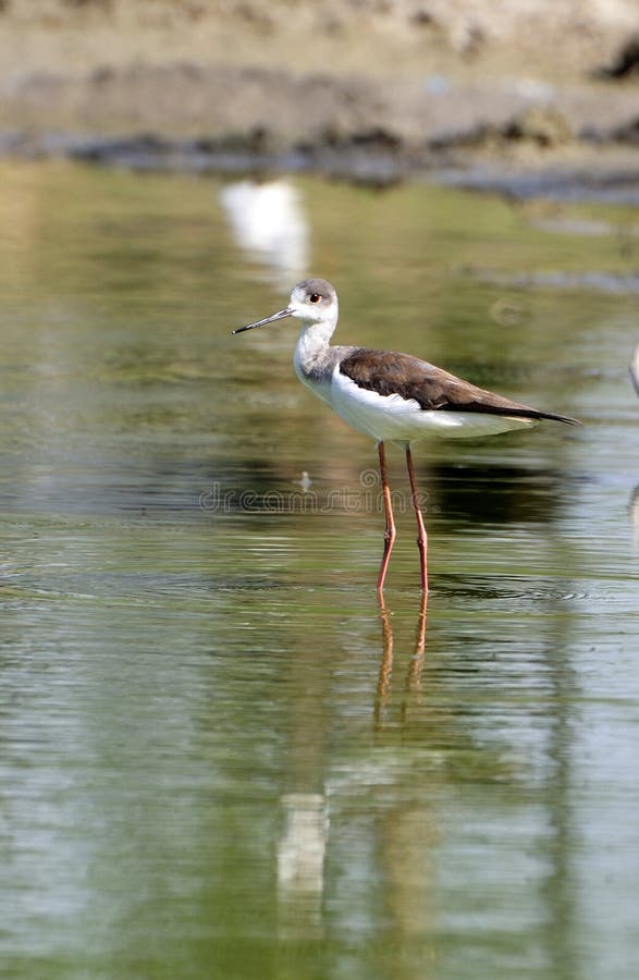 Sandpiper stock photo. Image of wildlife, feathers, longg - 13634570