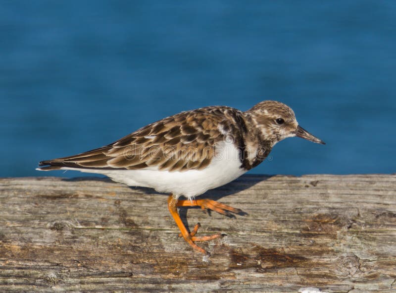Sandpiper Shorebird stock photo. Image of view, small - 64422988