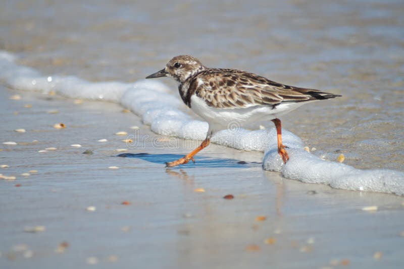 Sandpiper On Beach In Venice Florida 2 Stock Image - Image of gulf ...