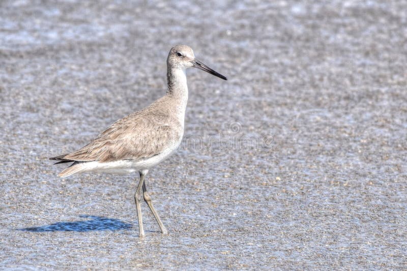 Sandpiper Bird on the Beach at the Waterline Stock Photo - Image of ...