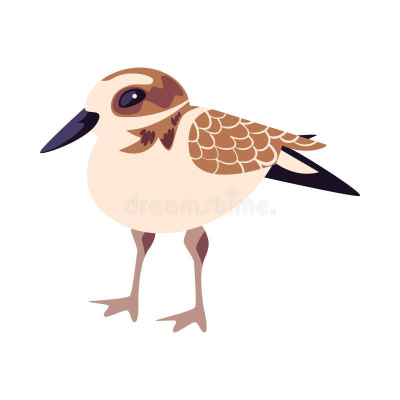 Sandpiper Stock Illustrations – 380 Sandpiper Stock Illustrations ...