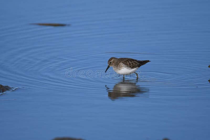 Sandpiper Bird Looking for Food in a Puddle Stock Image - Image of ...