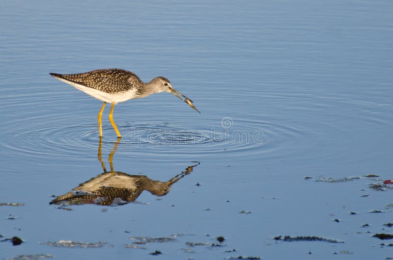 Sandpiper Catching a Fish stock photo. Image of nature - 36399590