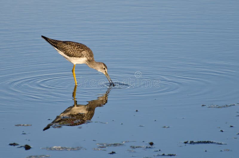 Sandpiper Catching a Fish stock photo. Image of nature - 38674530