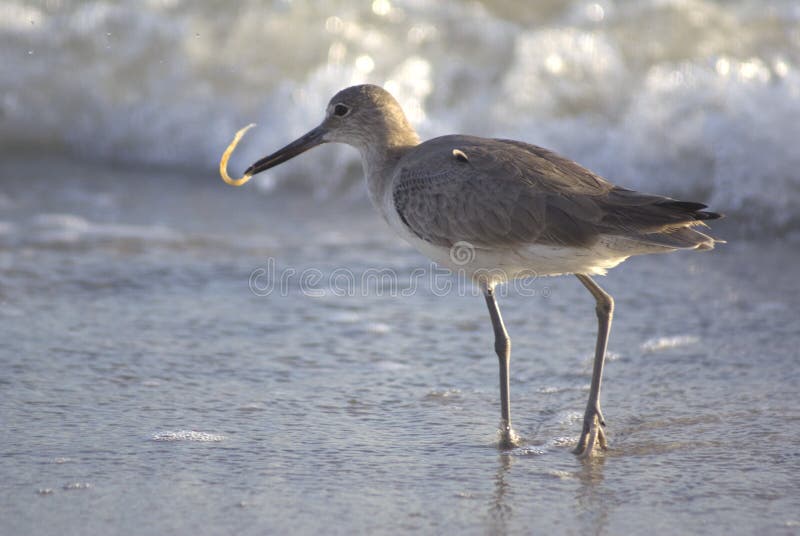 Sandpiper Eating on the Shore Stock Image - Image of food, waves: 3943571