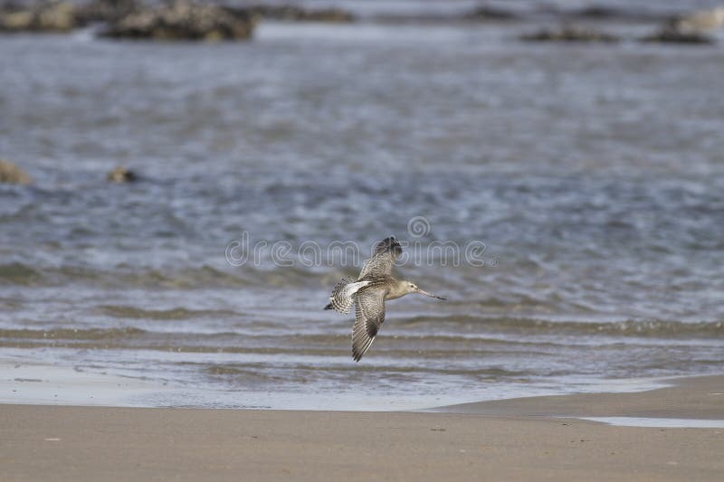 Sandpiper in flight stock image. Image of habitat, birdwatching - 215629521