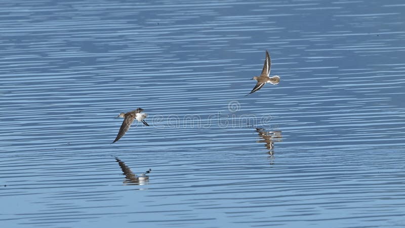 Sandpiper In Flight Over The Lake Stock Photo - Image of river, plumage ...