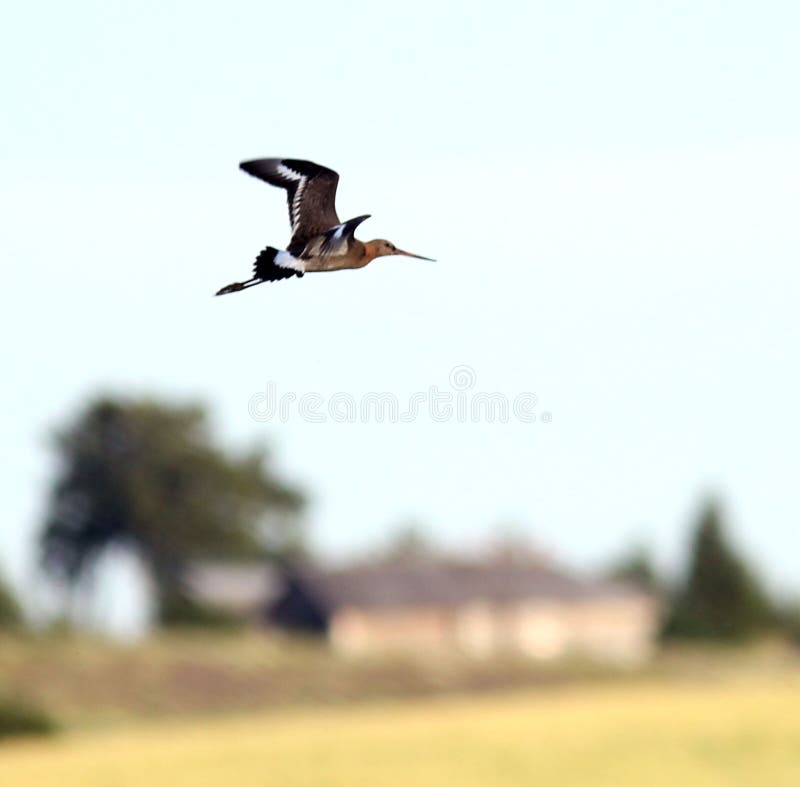 Sandpiper Godwit in flight stock image. Image of hunter - 45417577