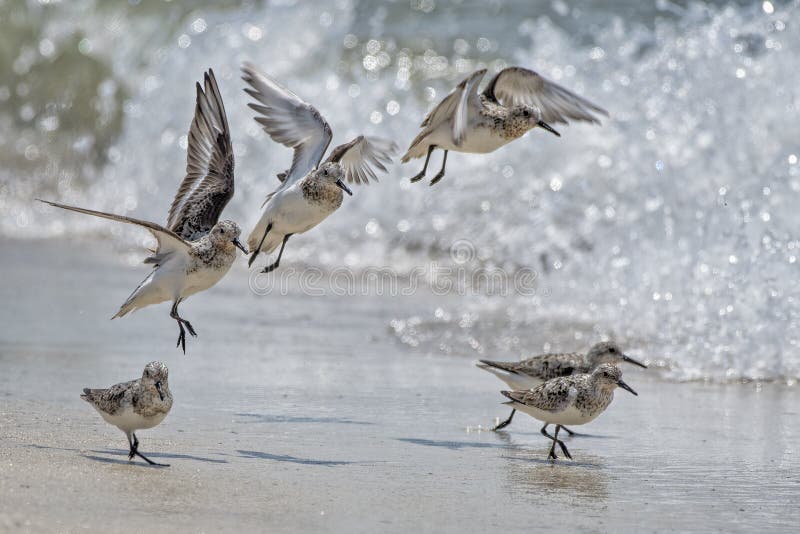 Sandpiper Group Running and Flying at the Beach Stock Image - Image of ...