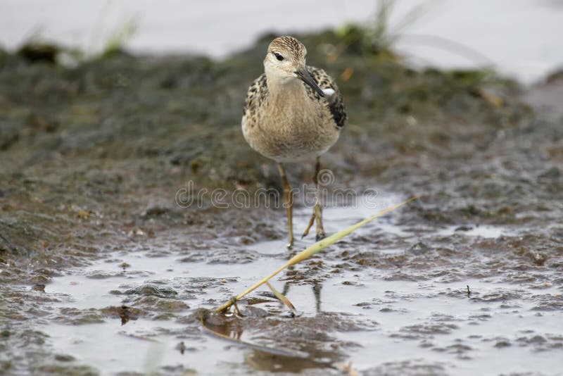 Sandpiper Ruff Looking at Camera Stock Photo - Image of stands, beach ...