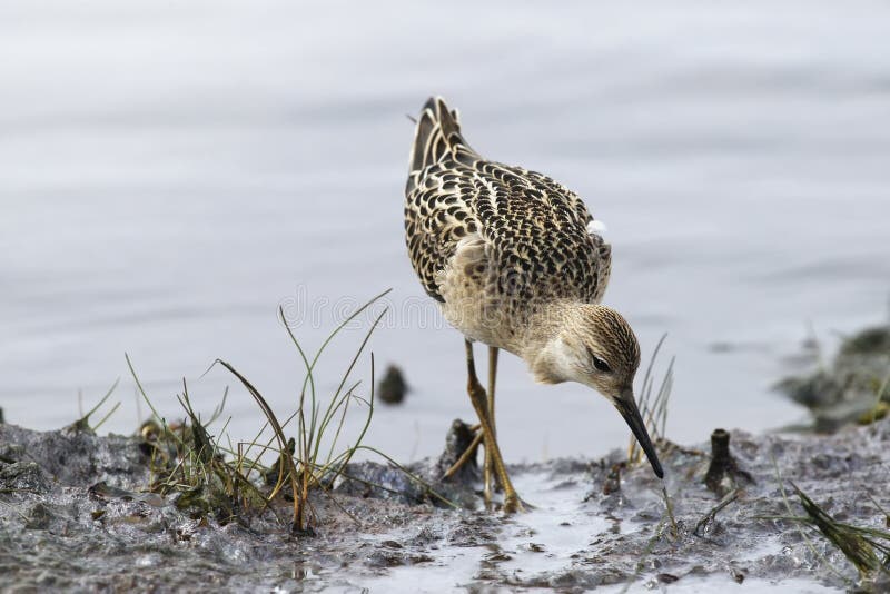 Sandpiper Search Shellfish on Shoreline Stock Photo - Image of ruff ...
