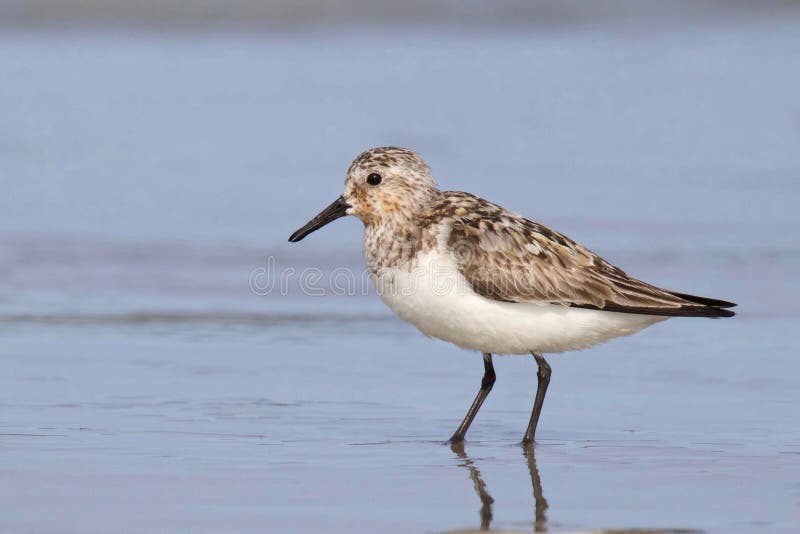 Summer Sanderling stock photo. Image of sunmmer, beaches - 96845604