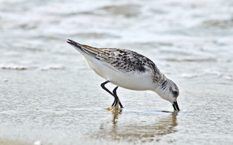 Sandpiper on the beach stock image. Image of horizontal - 77302807