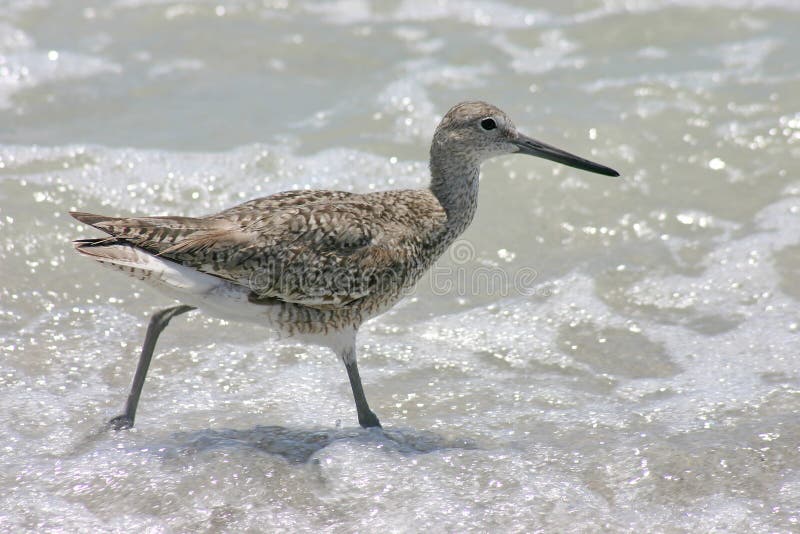 797 Florida Sandpiper Bird Stock Photos - Free & Royalty-Free Stock ...