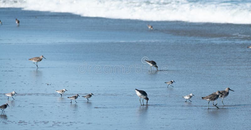 Sandpipers in the Waves on the Beach Stock Photo - Image of destination ...