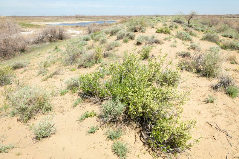 Sands Desert Spring stock image. Image of dune, green - 122735691