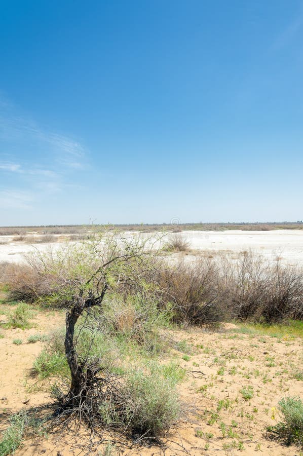 Sands Desert Spring stock photo. Image of desert, drought - 122735804