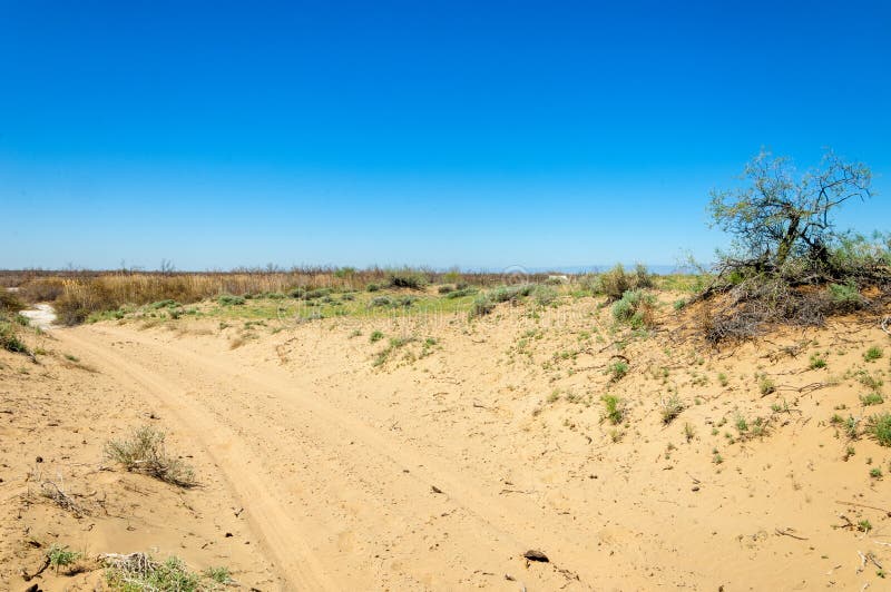Sands Desert Spring stock photo. Image of green, barren - 122735182