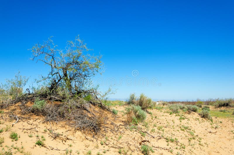 Sands Desert Spring stock image. Image of flower, empty - 122735321