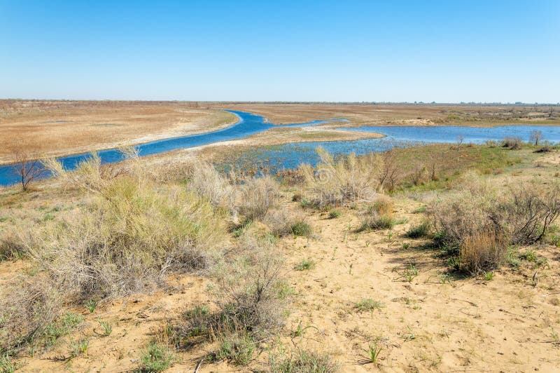 Sands Desert Spring stock photo. Image of dune, flower - 122735030