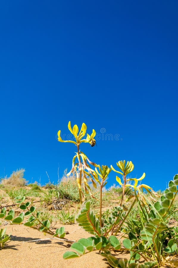 Sands Desert Spring stock photo. Image of environment - 122735058