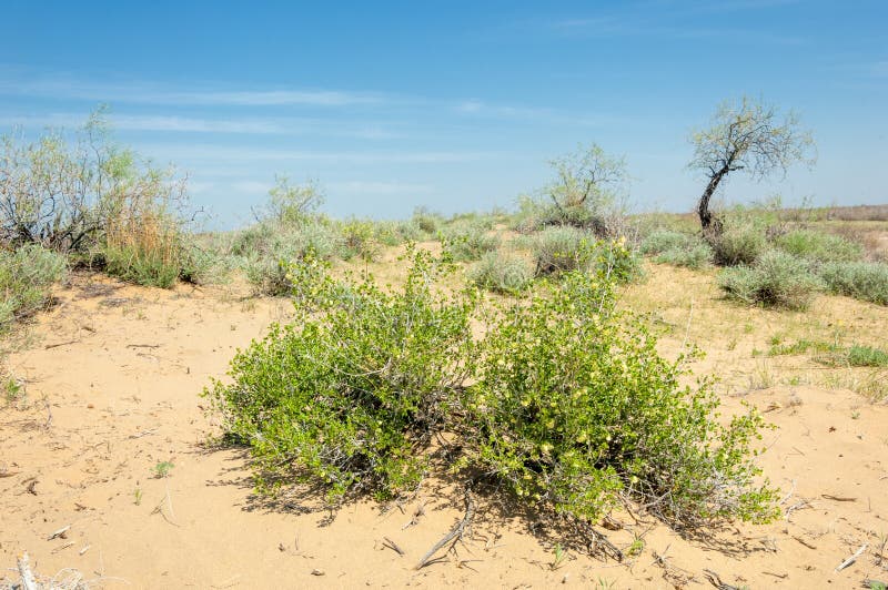 Sands Desert Spring stock photo. Image of duna, duns - 122735530